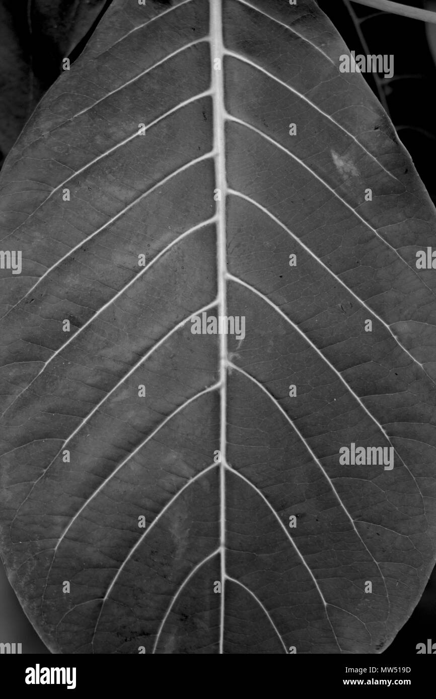 Concept nature green background Black and White Stock Photos & Images ...