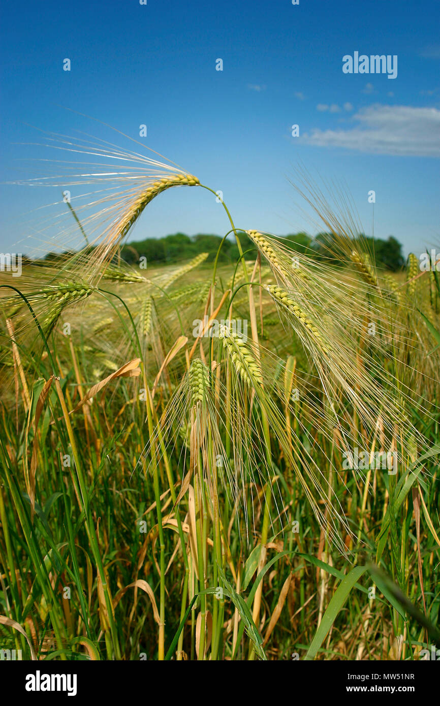 Barley stalks hi-res stock photography and images - Alamy