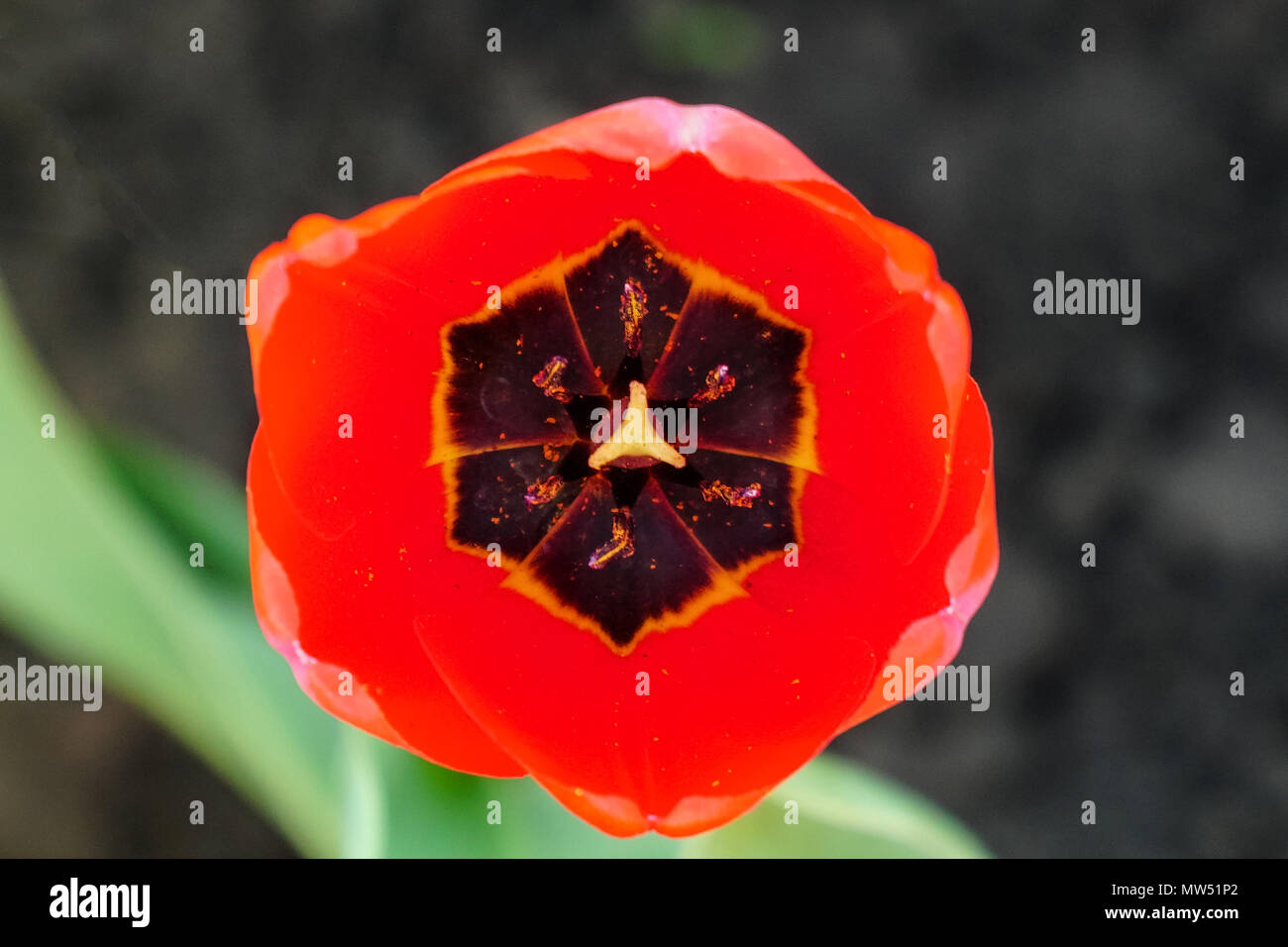 Tulip top view hi-res stock photography and images - Alamy