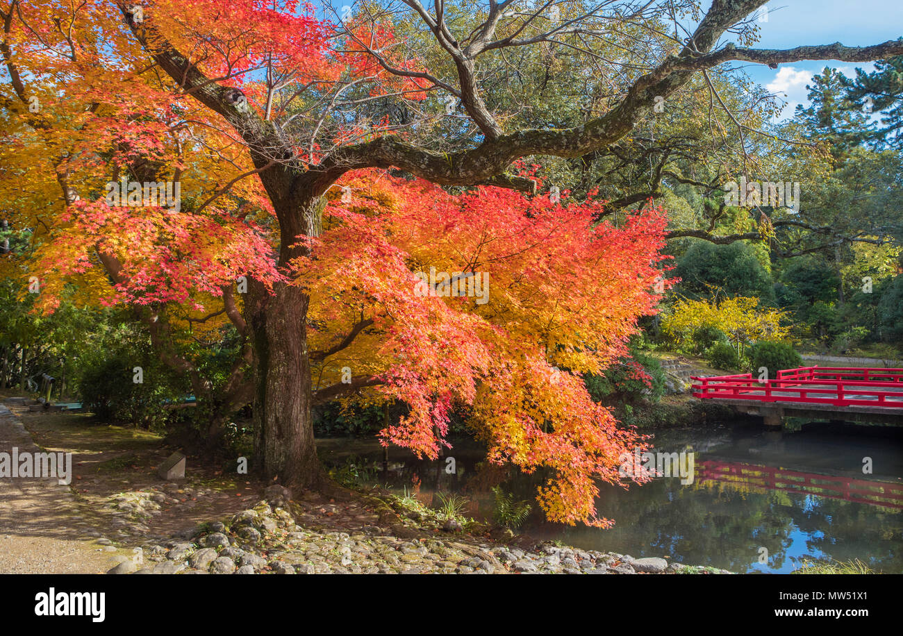Japan , Nara City, Autumn Colors Stock Photo - Alamy