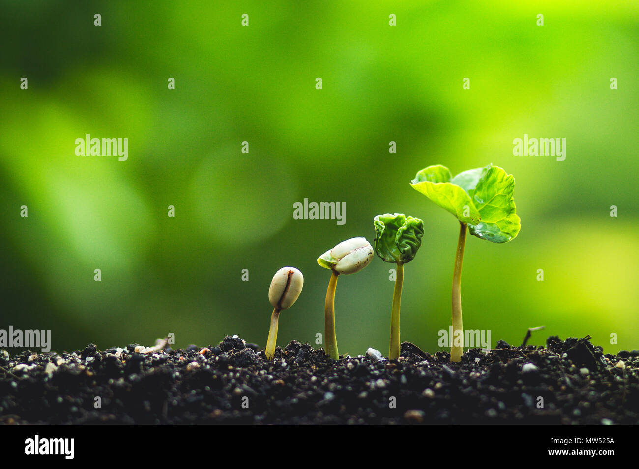 Tree Planting Growing Coffee Beans Stock Photo - Alamy