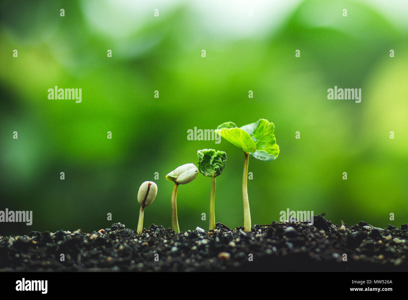 Tree Planting Growing Coffee Beans Stock Photo - Alamy