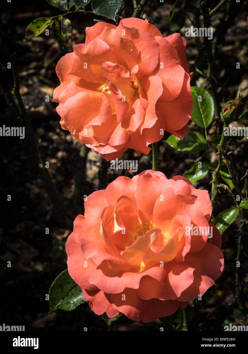 Retiro madrid roses hi-res stock photography and images - Alamy