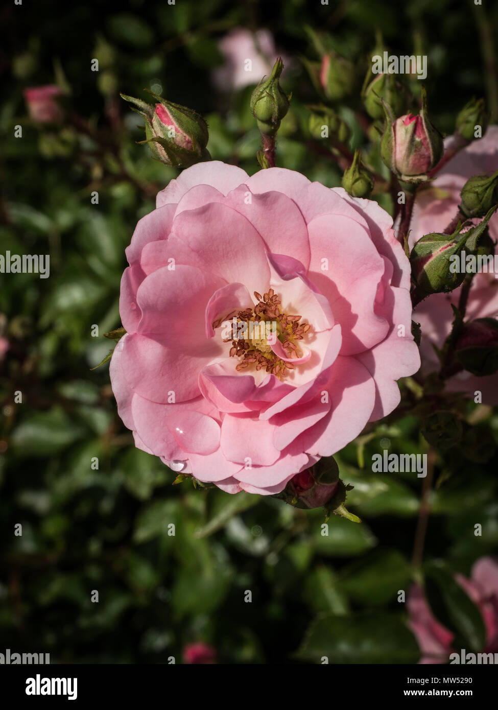 Retiro madrid roses hi-res stock photography and images - Alamy