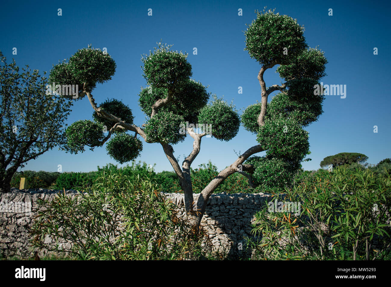 Green Tree in Italy Trullis city alberobello apulia Stock Photo - Alamy