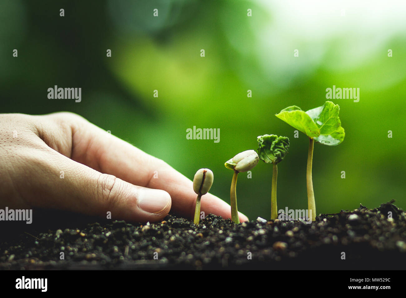 Tree Planting Growing Coffee Beans Stock Photo - Alamy