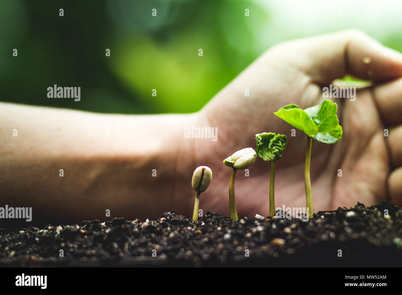 Tree Planting Growing Coffee Beans Stock Photo - Alamy