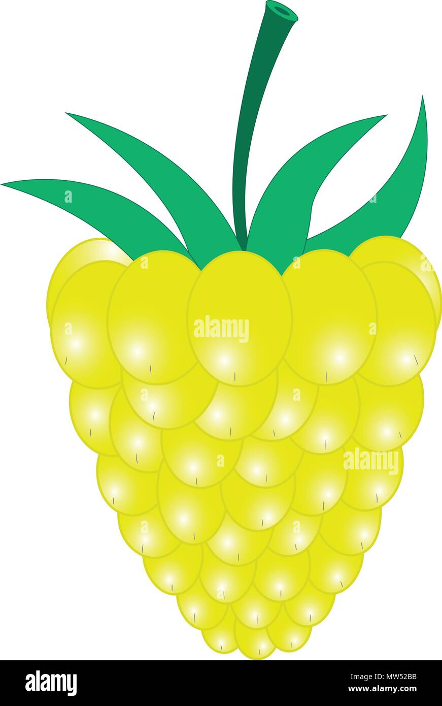 yellow raspberry vector illustration Stock Vector Image & Art - Alamy