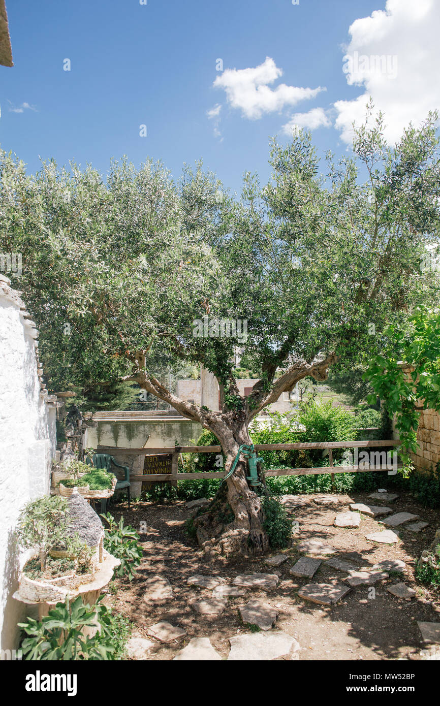 Water pump Green Tree in Italy Trullis city alberobello apulia Stock ...