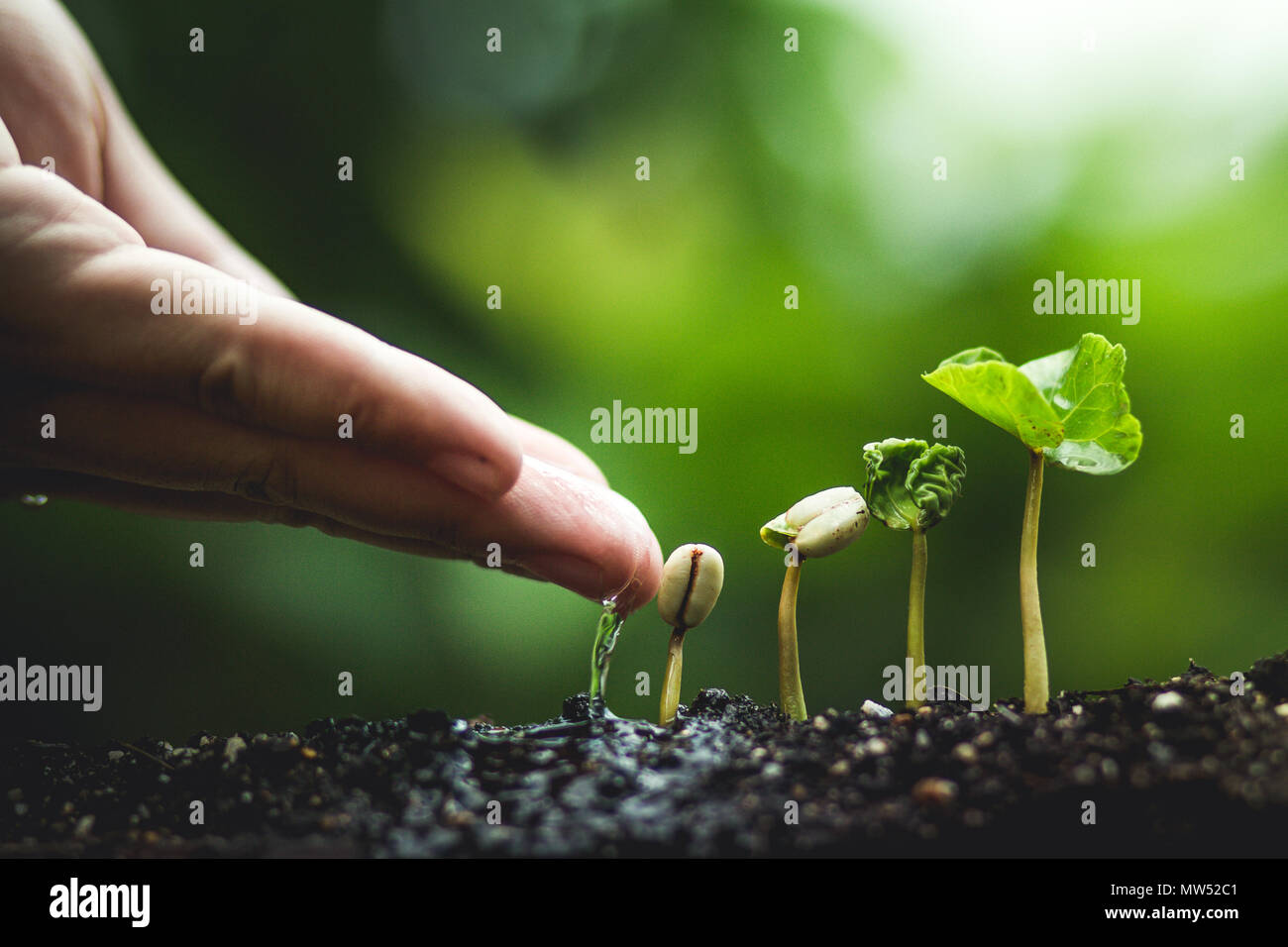 Tree Planting Growing Coffee Beans Stock Photo - Alamy