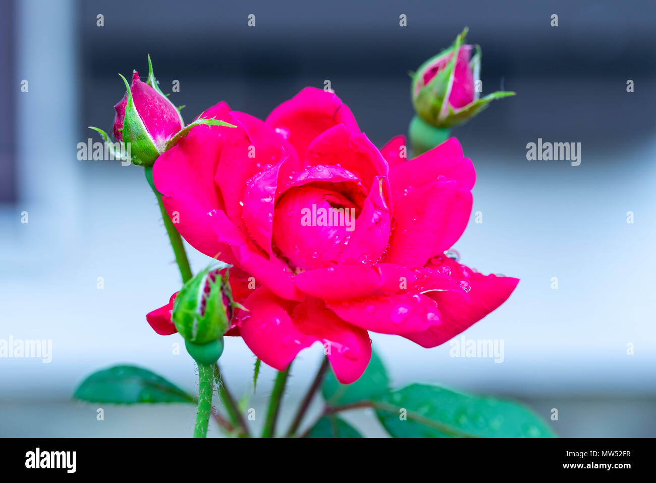 one red rose bloom and three buds after the rain finally stopped Stock ...