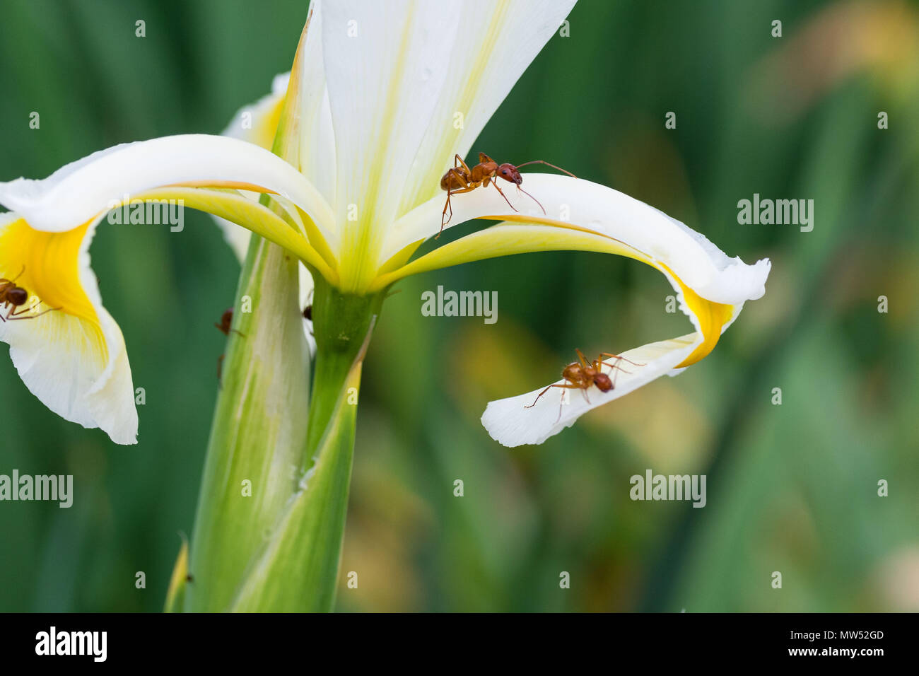White ants hi-res stock photography and images - Alamy