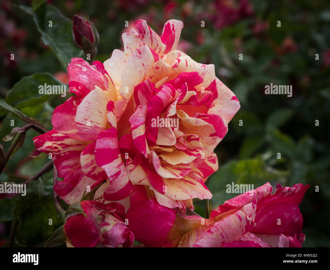 Roses in the park "El Retiro" of Madrid Stock Photo - Alamy