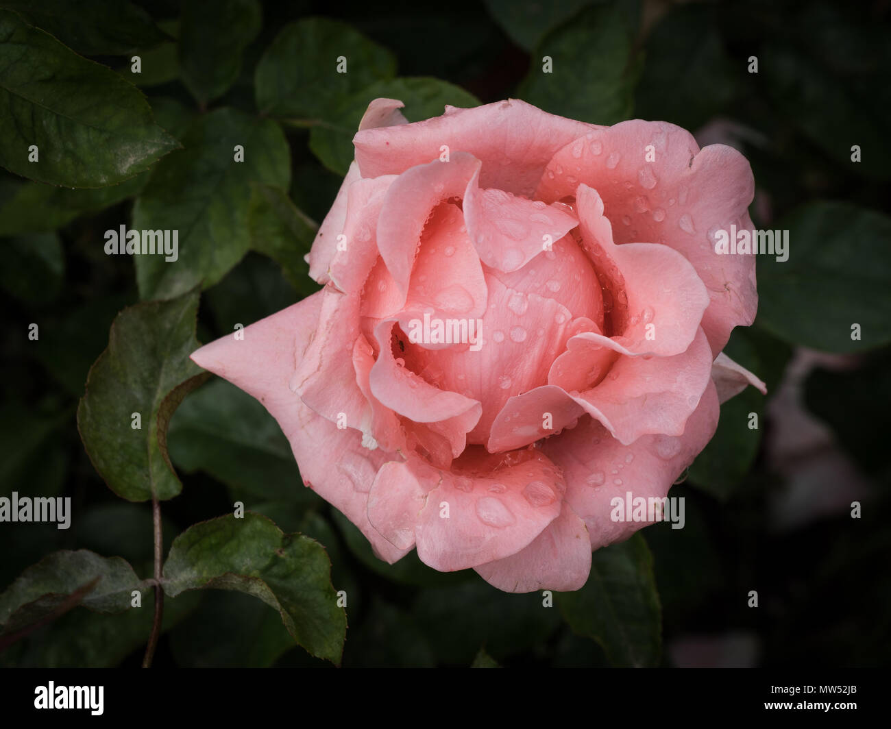 Roses in the park "El Retiro" of Madrid Stock Photo - Alamy