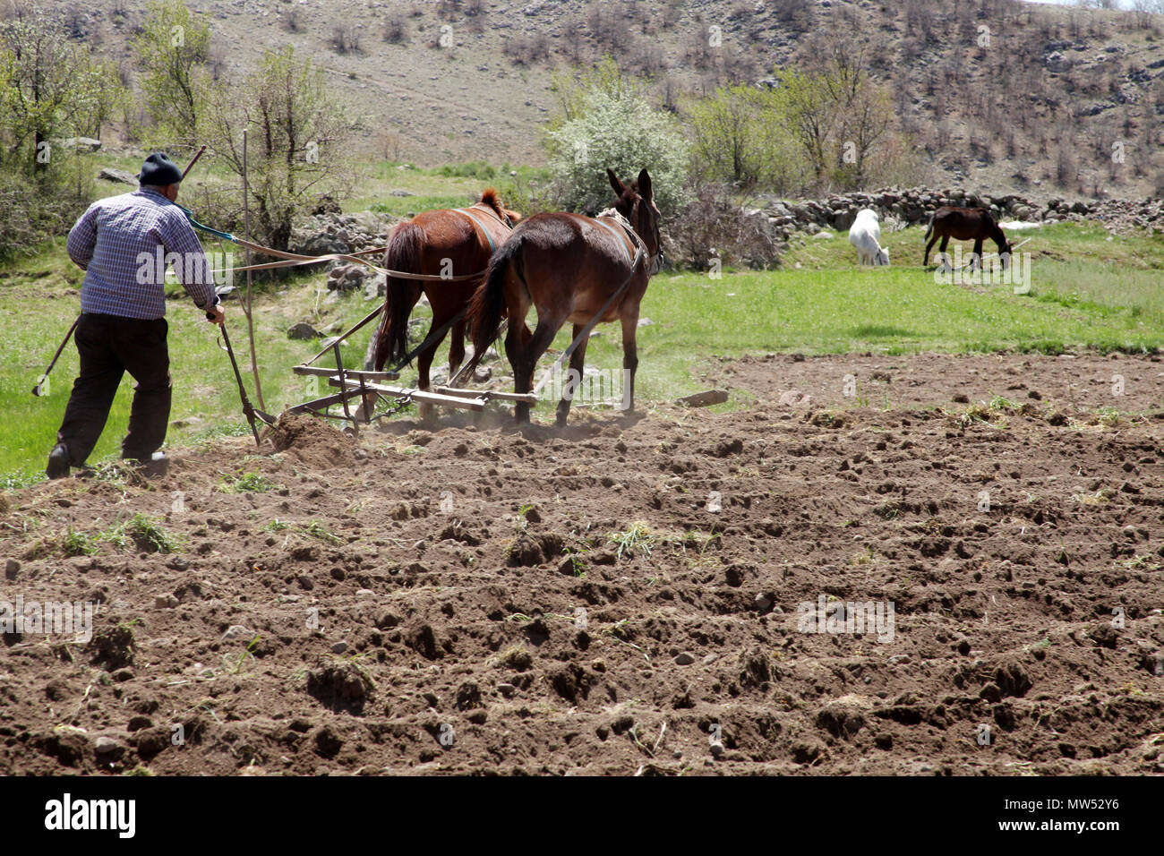 Plowing turkey hi-res stock photography and images - Alamy