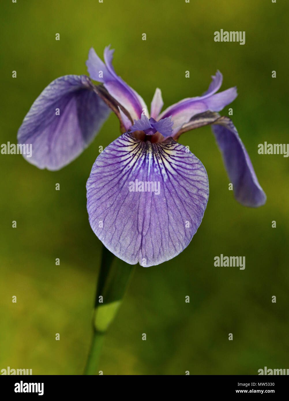 Iris Baby Blue Stock Photo - Alamy
