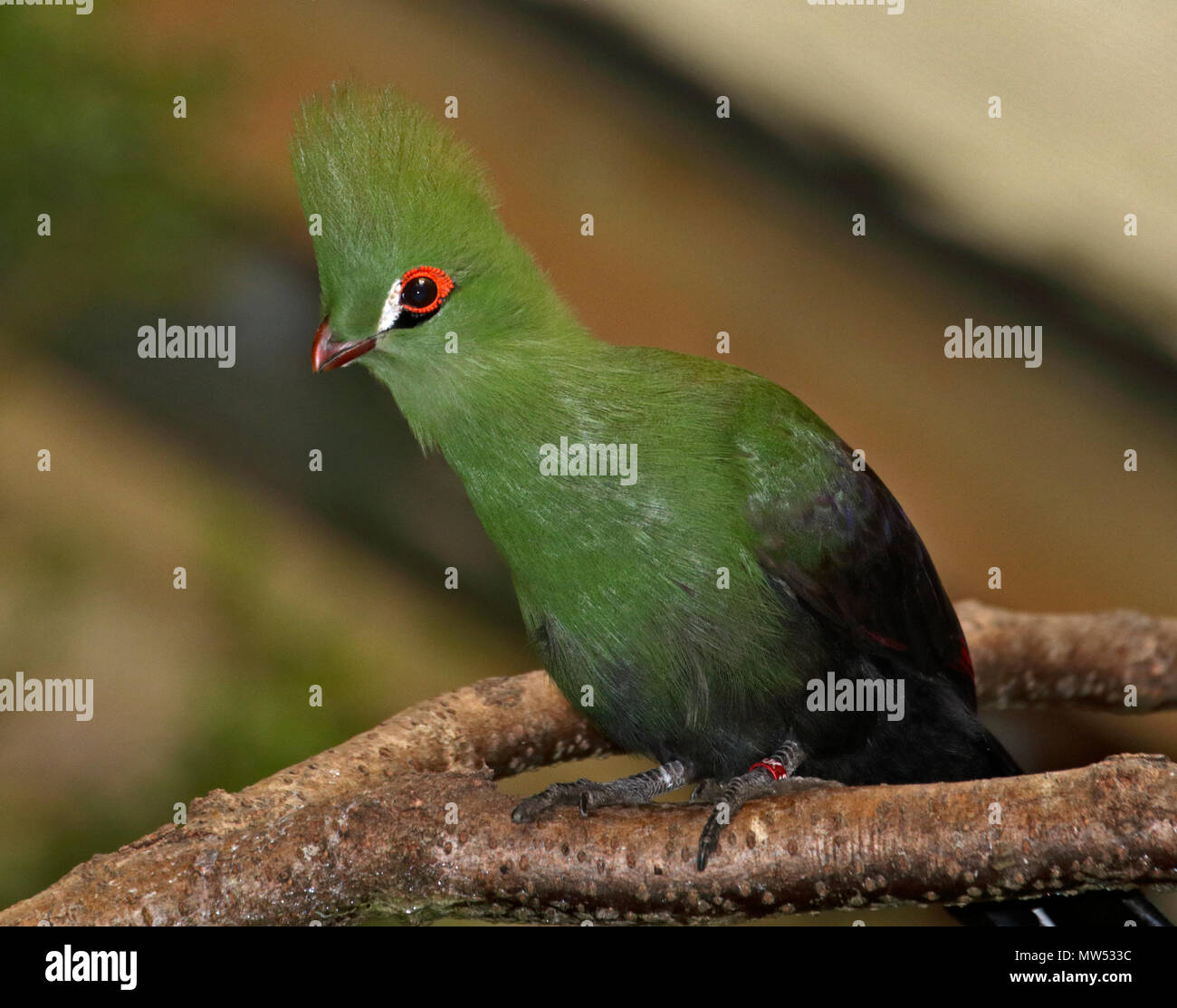 Black billed turacos hi-res stock photography and images - Alamy