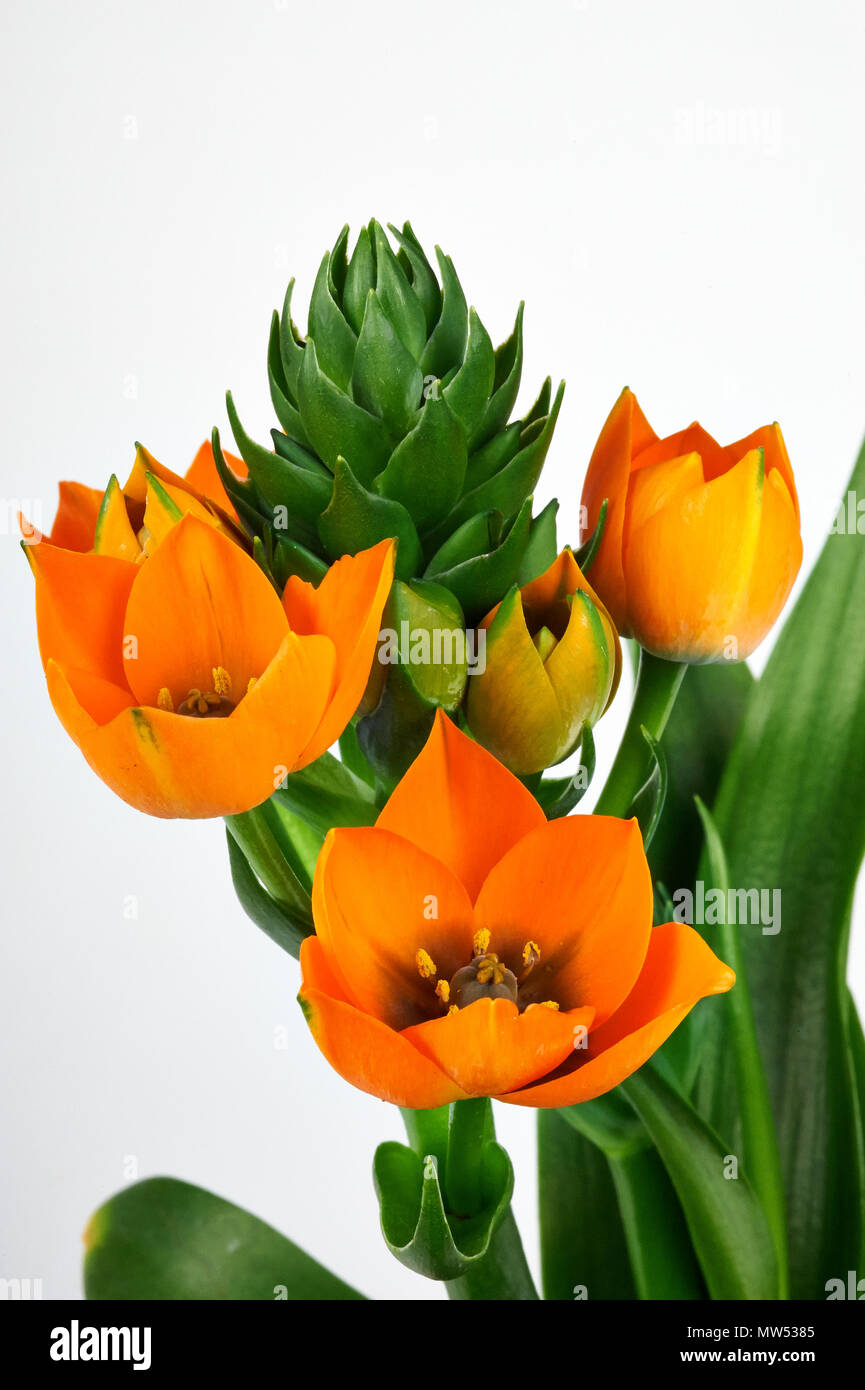 some flowers of Ornithogalum Dubium on white background Stock Photo - Alamy