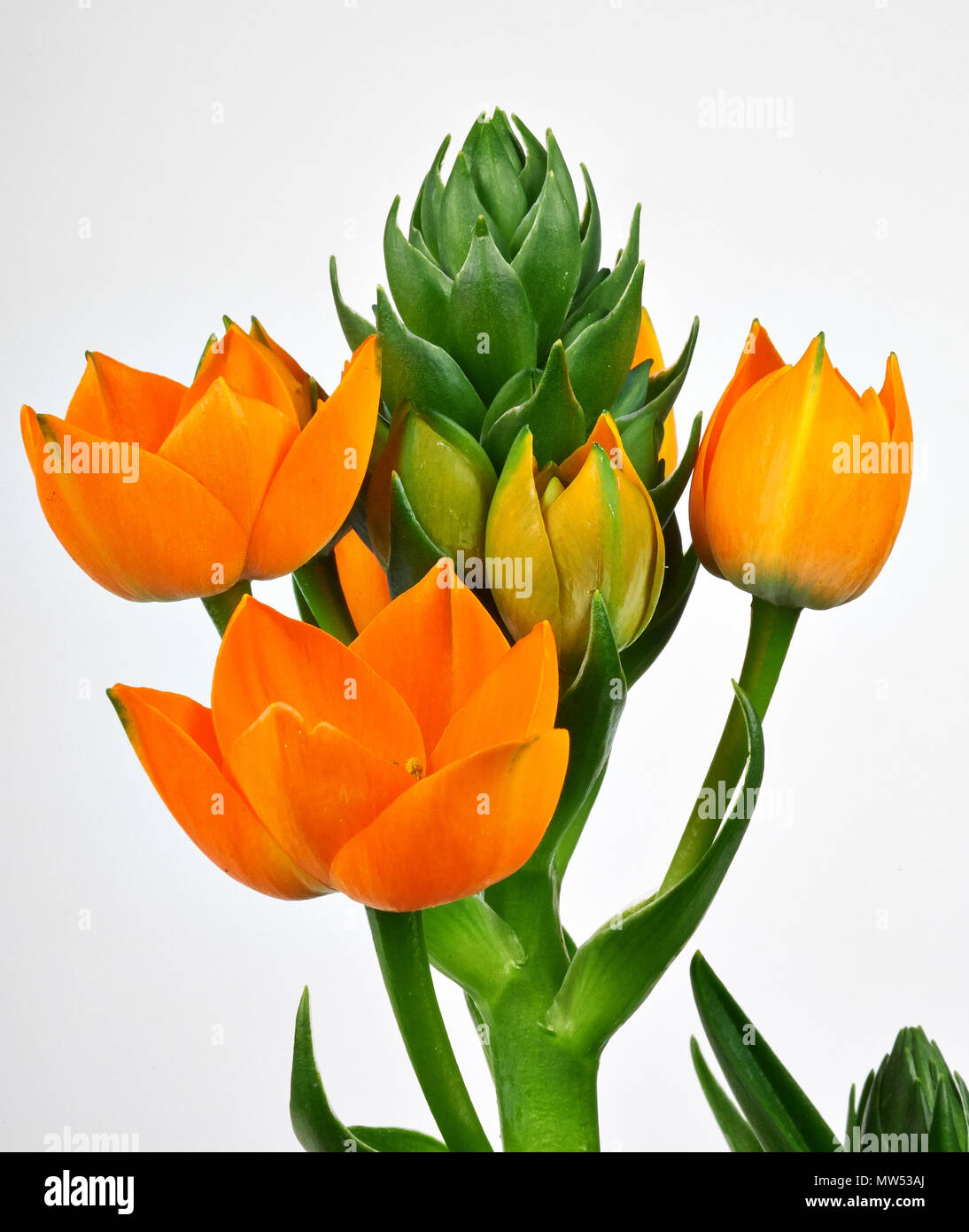 some flowers of Ornithogalum Dubium on white background Stock Photo - Alamy