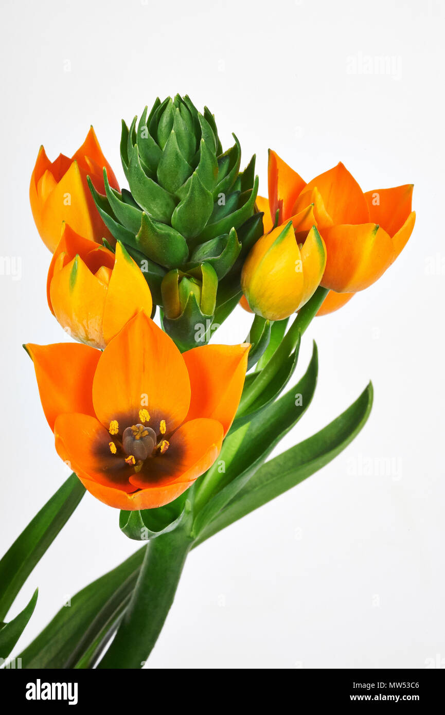 some flowers of Ornithogalum Dubium on white background Stock Photo - Alamy