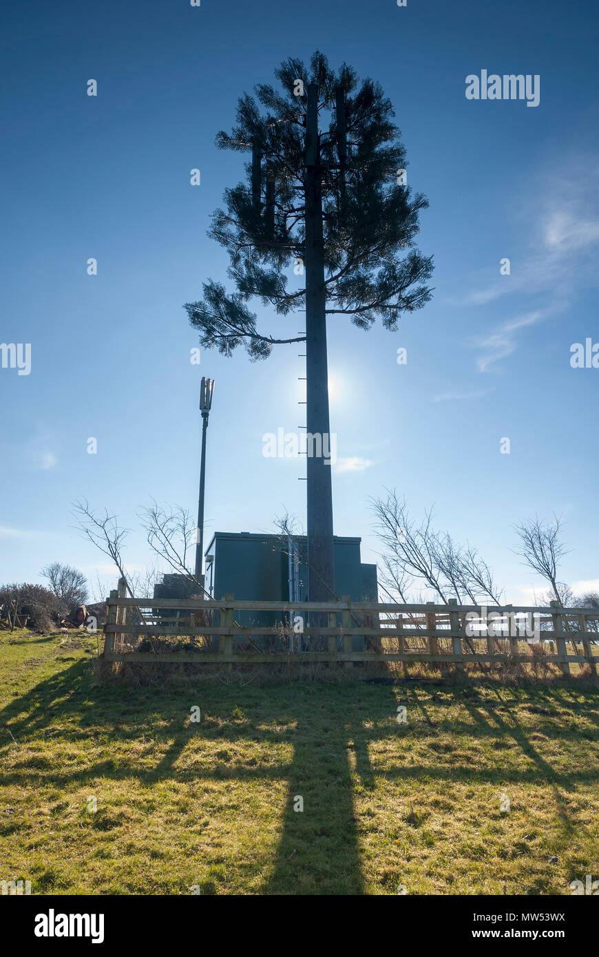 Phone mast tree hi-res stock photography and images - Alamy