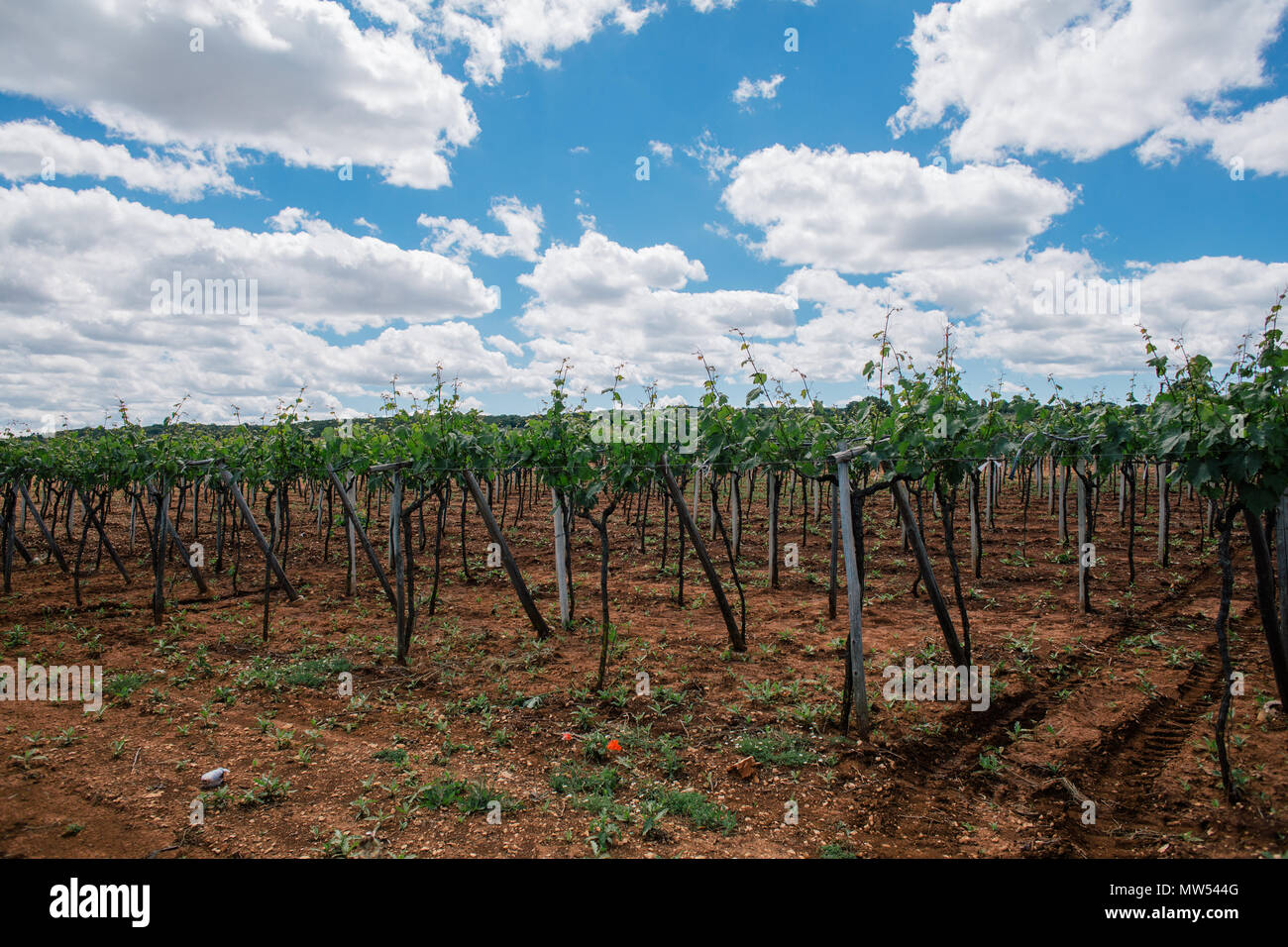 Grapes tree field in Apulia Italy Stock Photo - Alamy