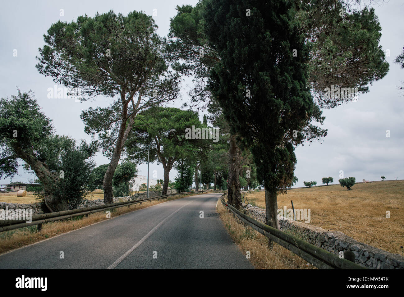Road tree nature in Apulia Stock Photo - Alamy