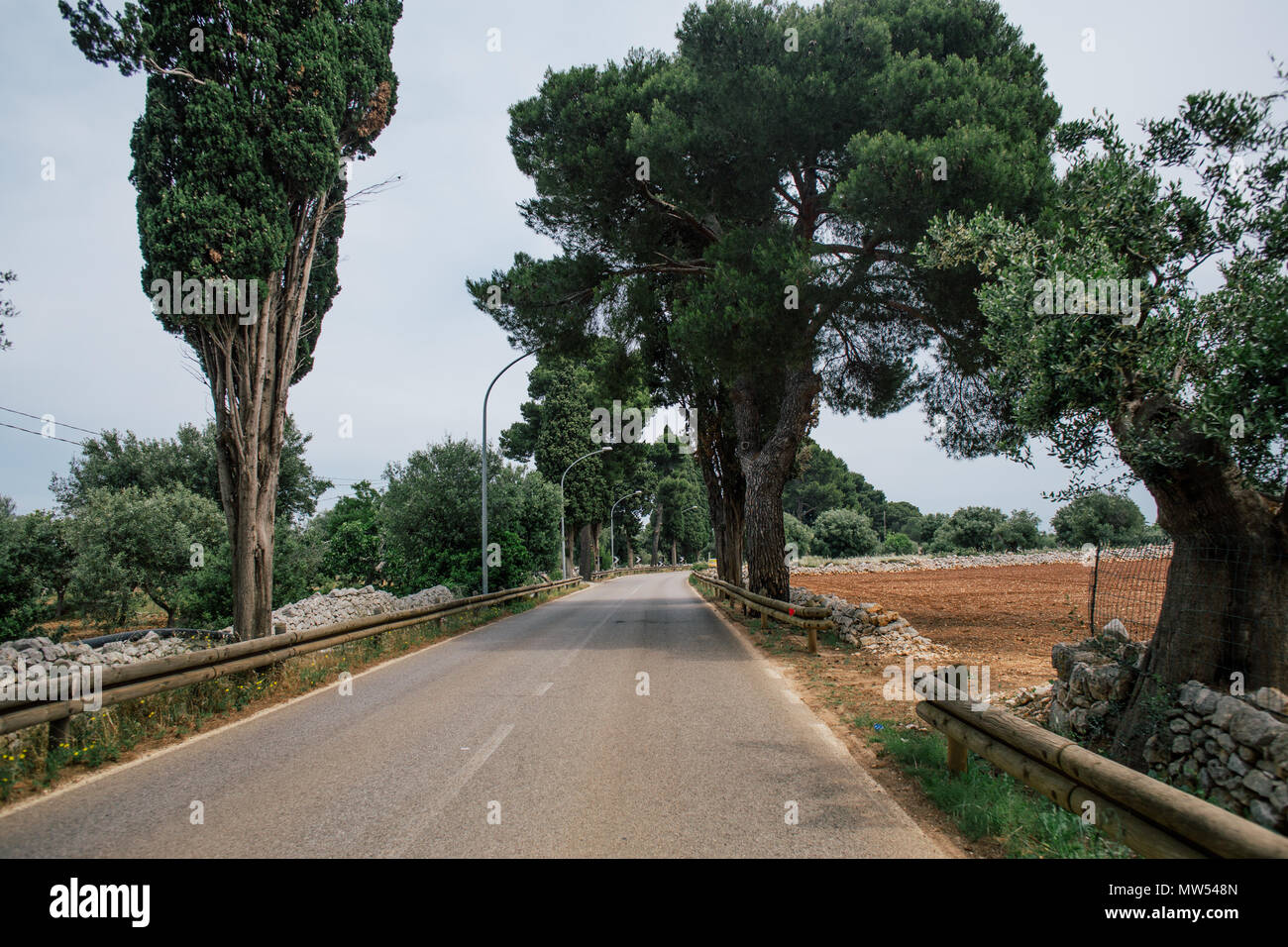 Road tree nature in Apulia Stock Photo - Alamy
