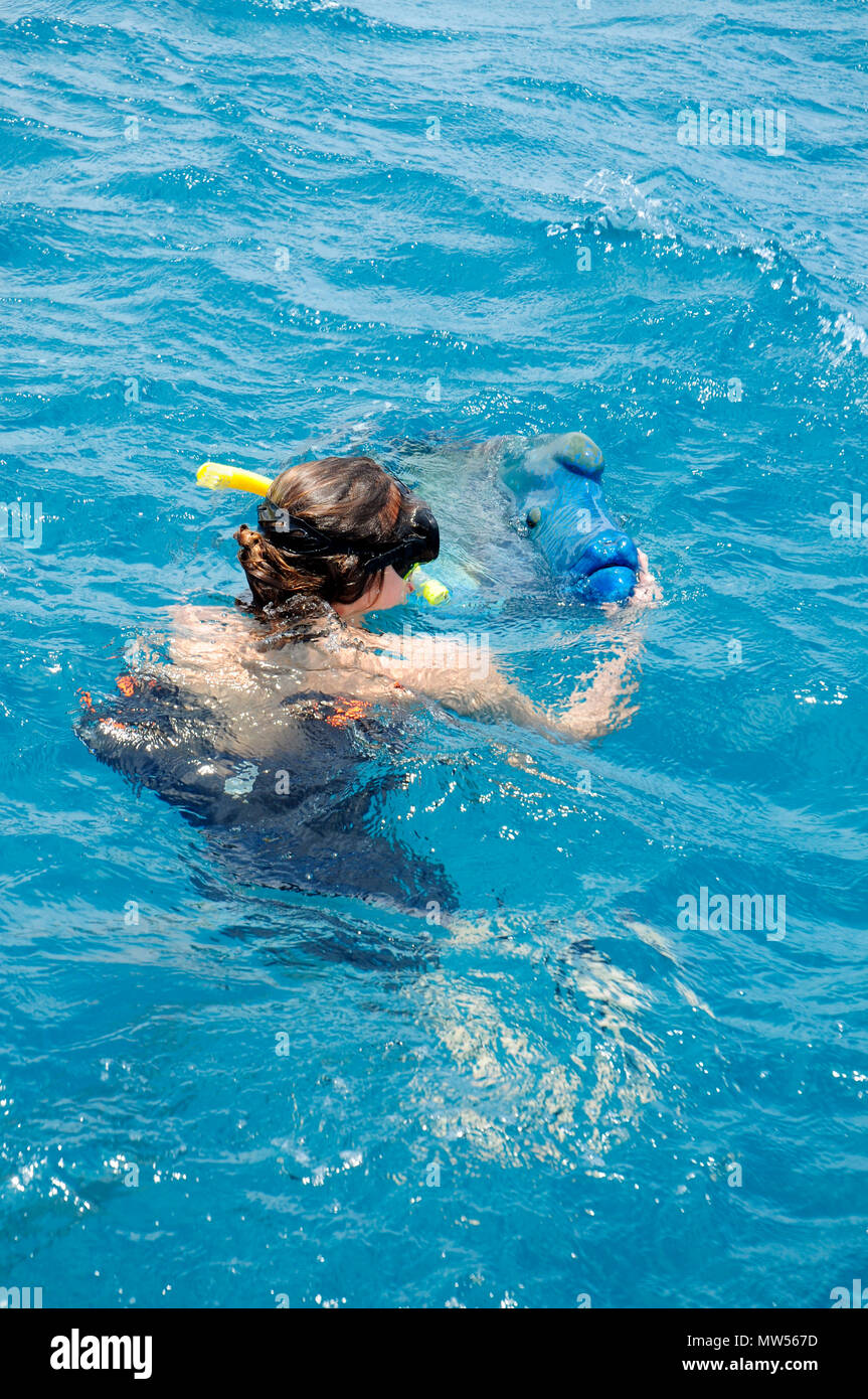 Maori wrasse great barrier reef hi-res stock photography and images - Alamy