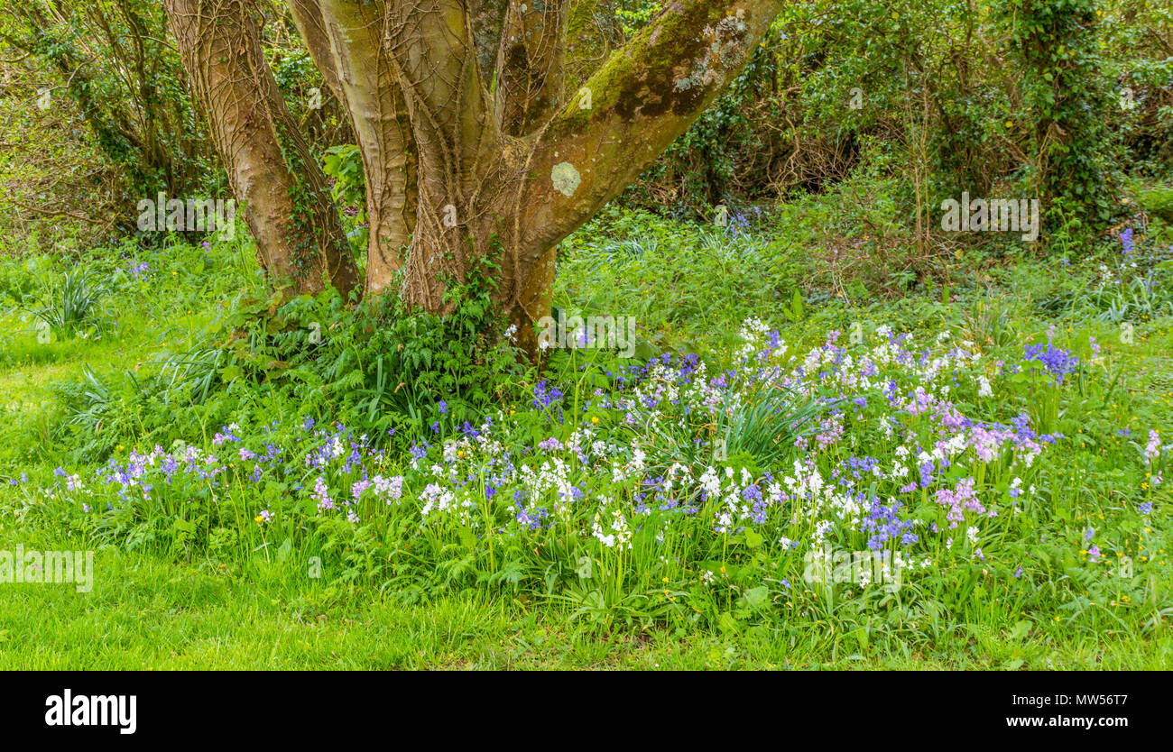 Marianglas High Resolution Stock Photography and Images - Alamy