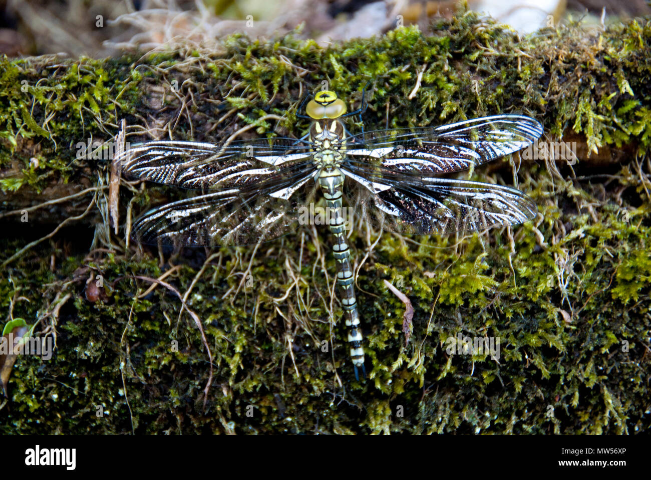 Recently hatched Common Hawker dragonfly warming itself on a mossy wall ...