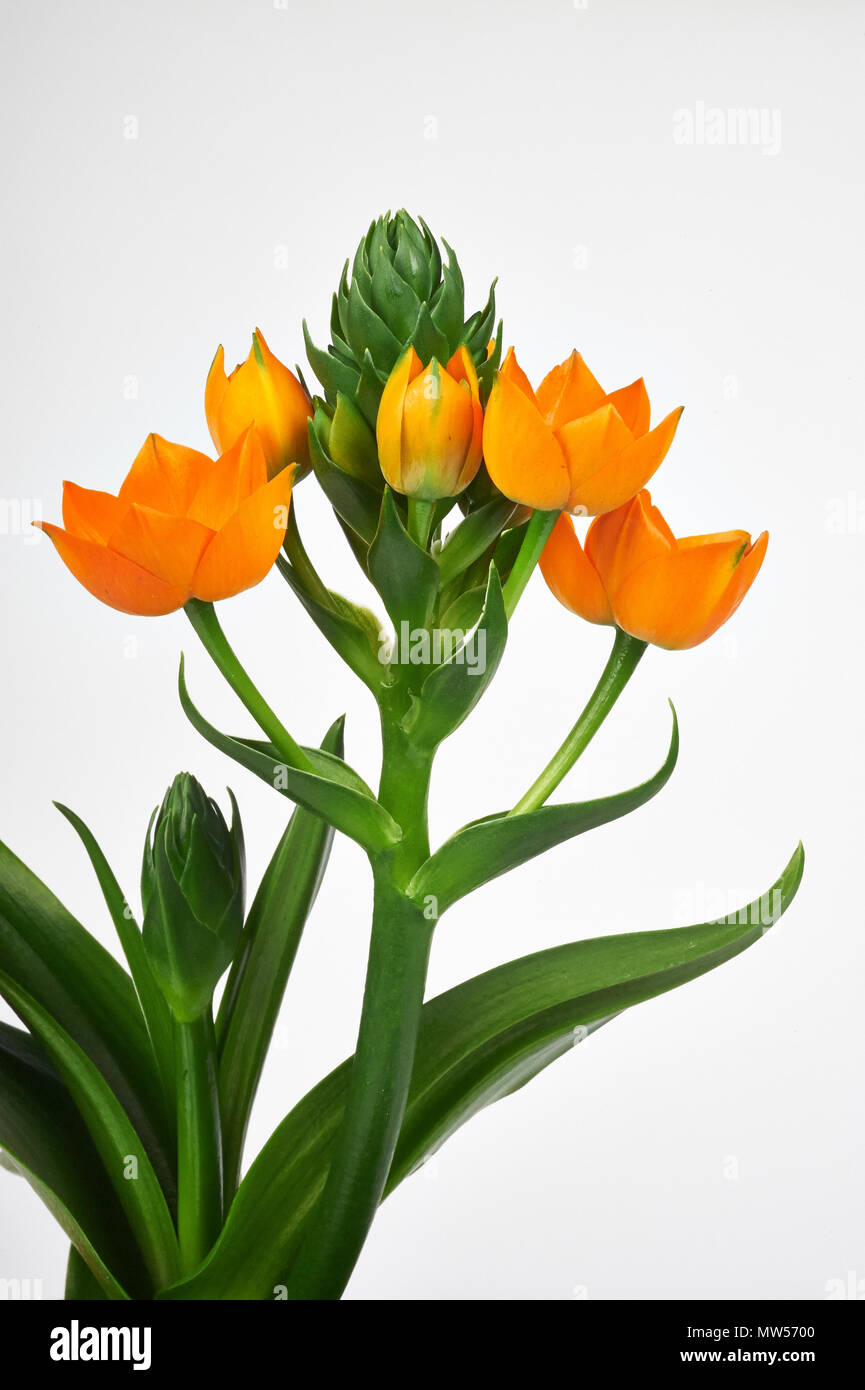 some flowers of Ornithogalum Dubium on white background Stock Photo - Alamy