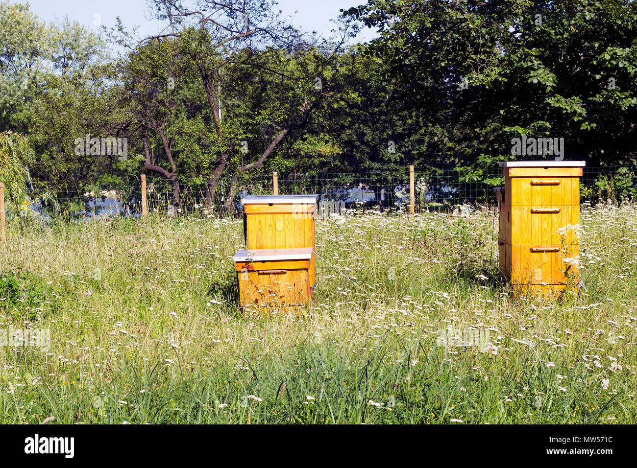 Wooden apiary in green field on summer sunny day Stock Photo - Alamy