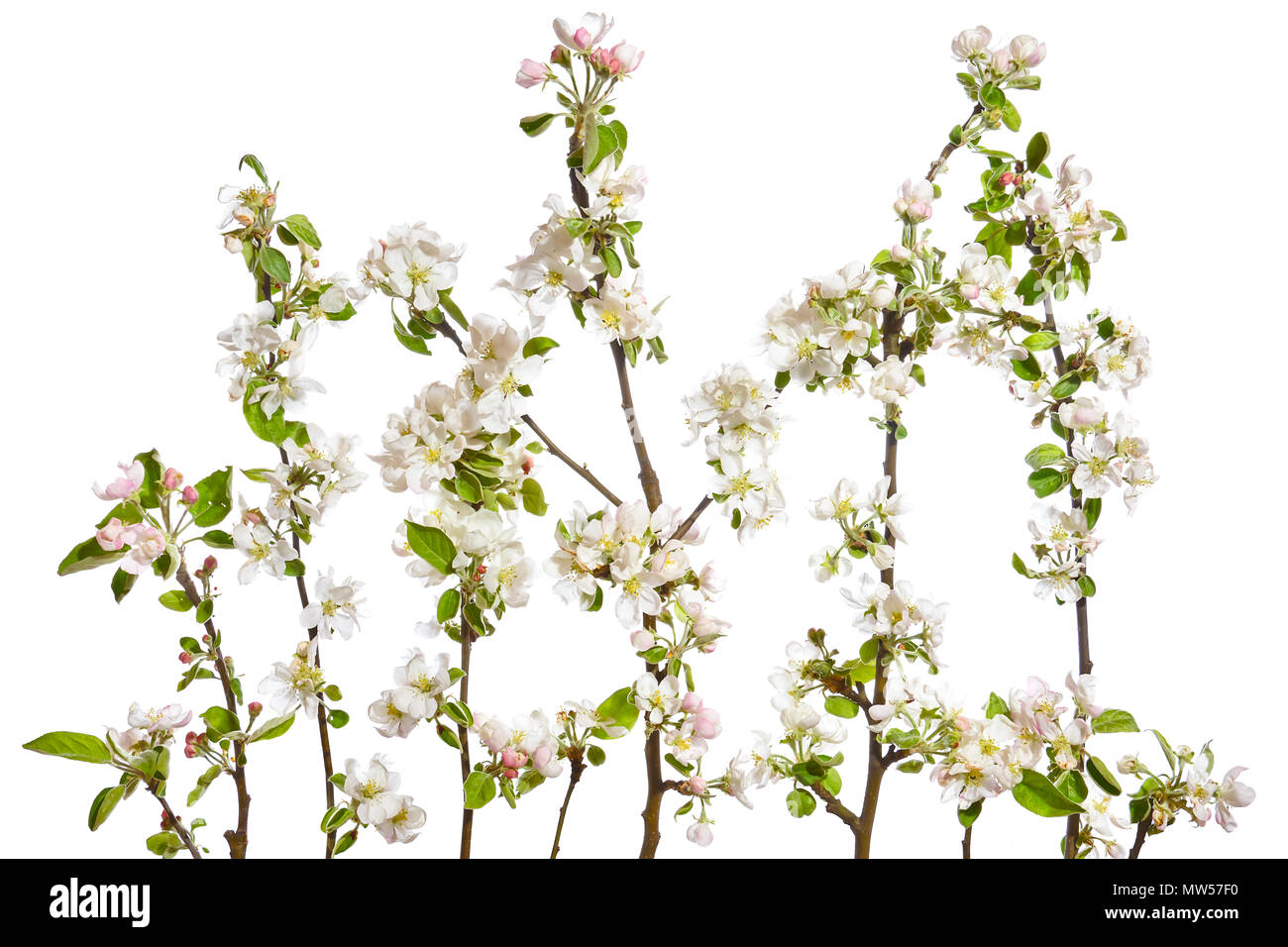 Decoration with blooming apple twigs in a row on a white background ...