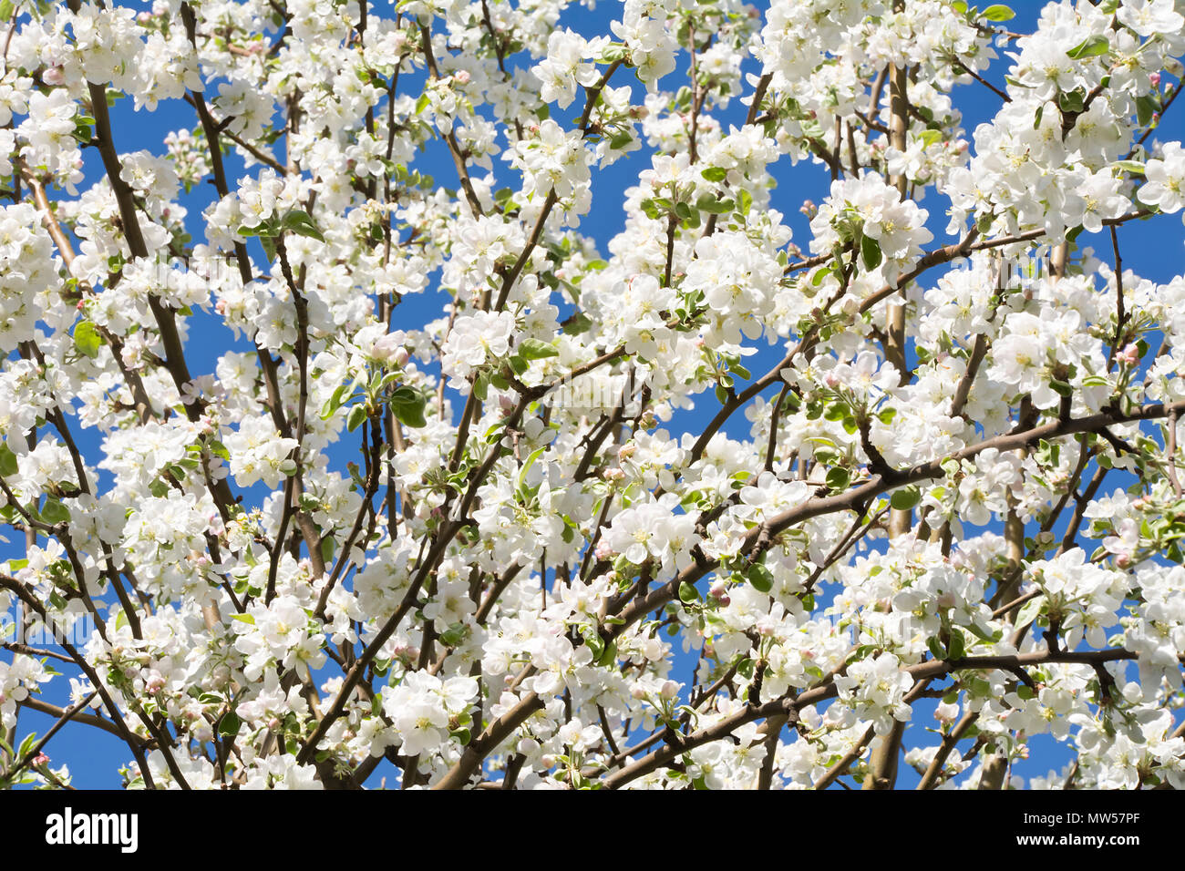 Beautifully blooming twigs of apple tree against a blue sky. Background ...