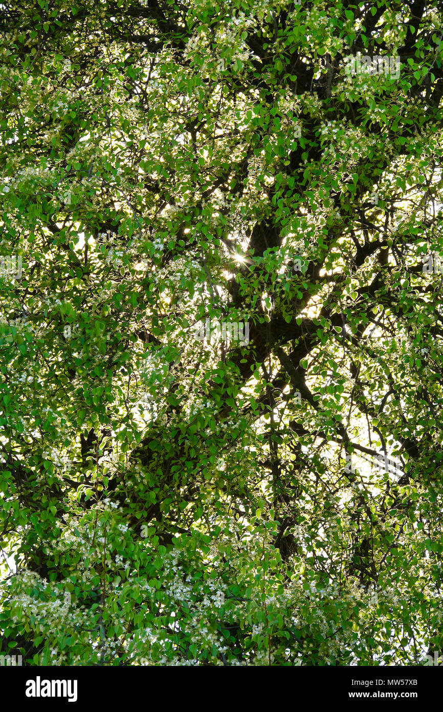 Pear texture hi-res stock photography and images - Alamy