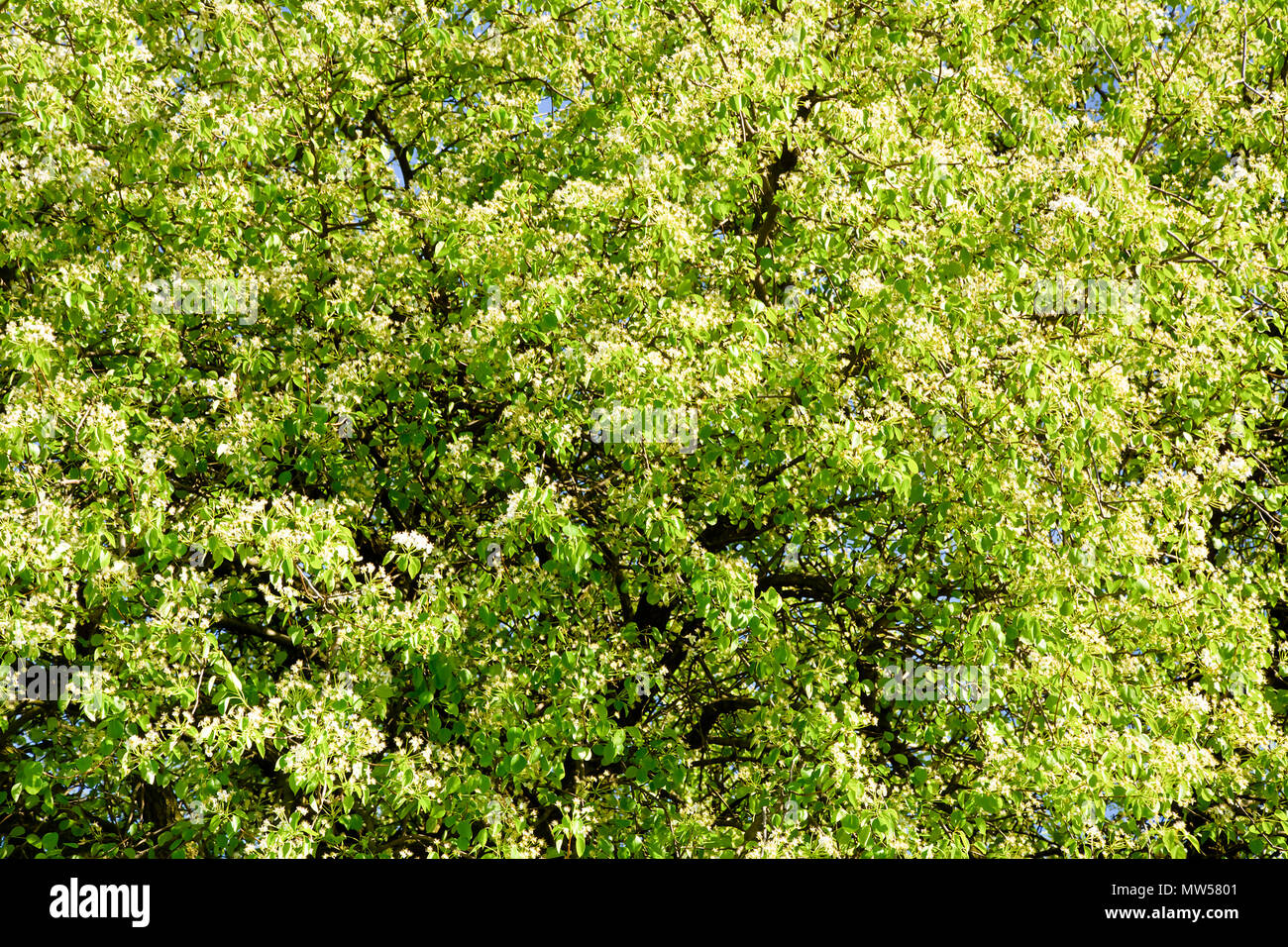 Pear tree leaves hi-res stock photography and images - Alamy