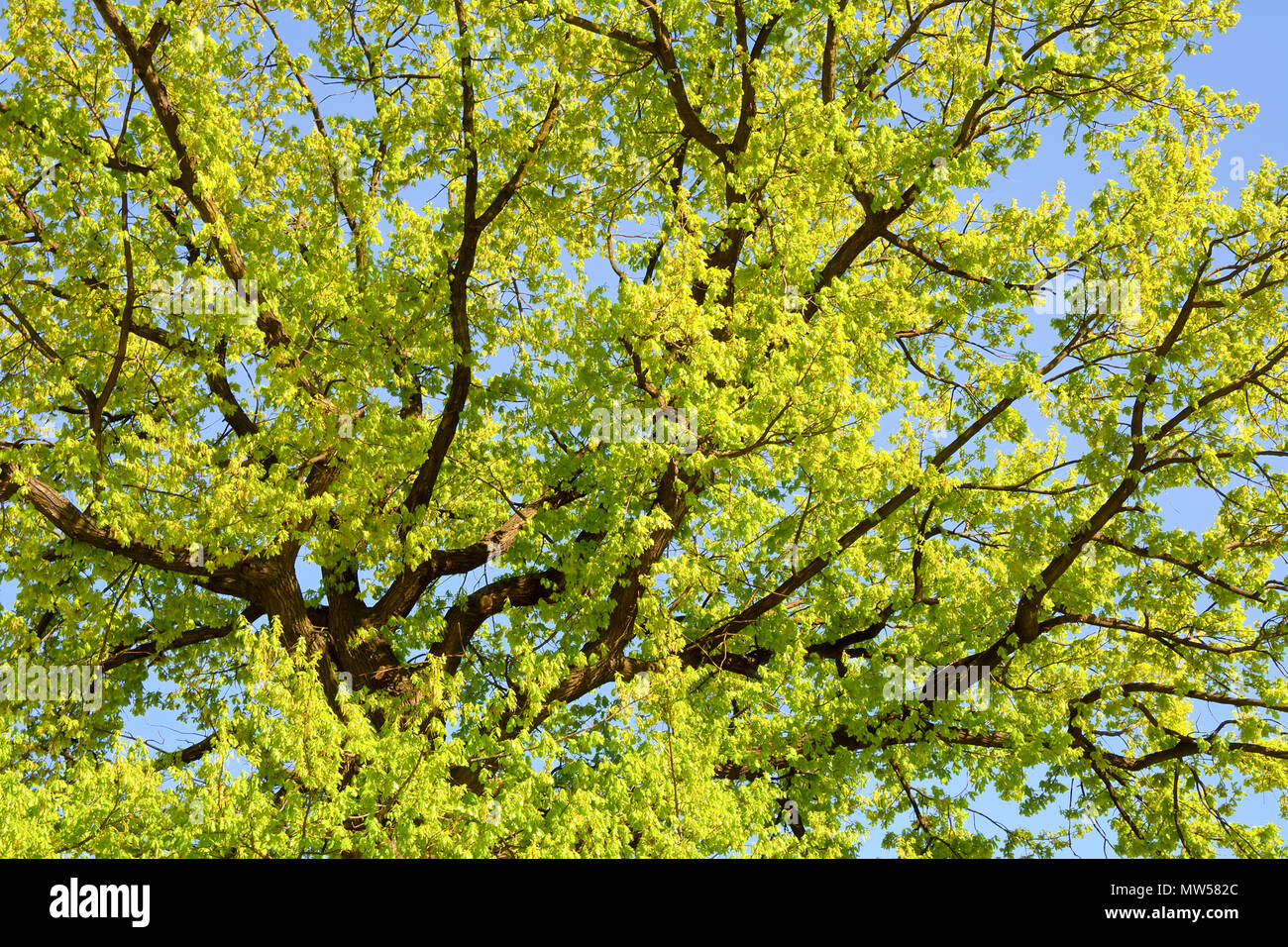 Spring green foliage oak tree hi-res stock photography and images - Alamy