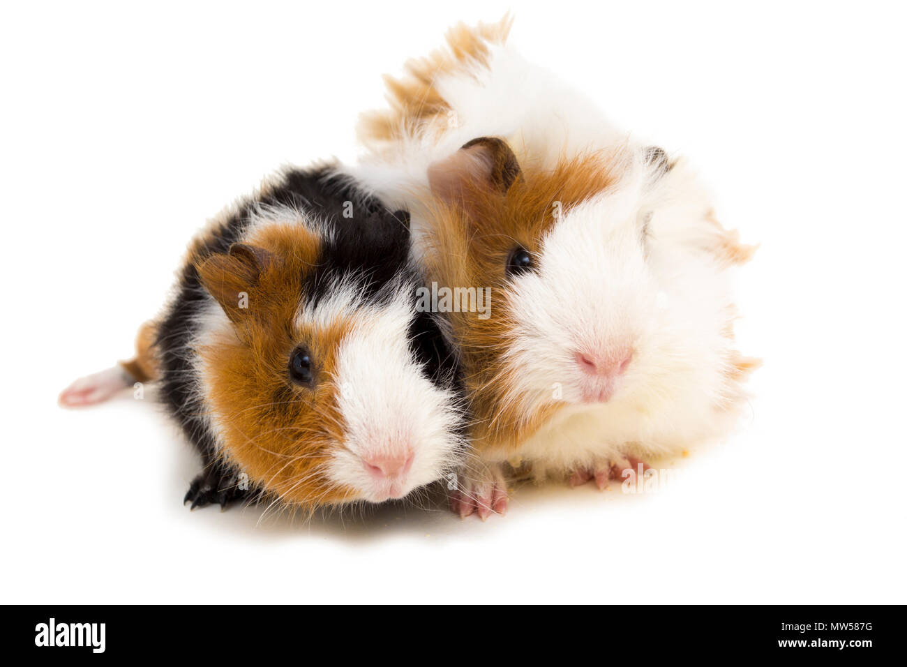 Cavia hi-res stock photography and images - Alamy