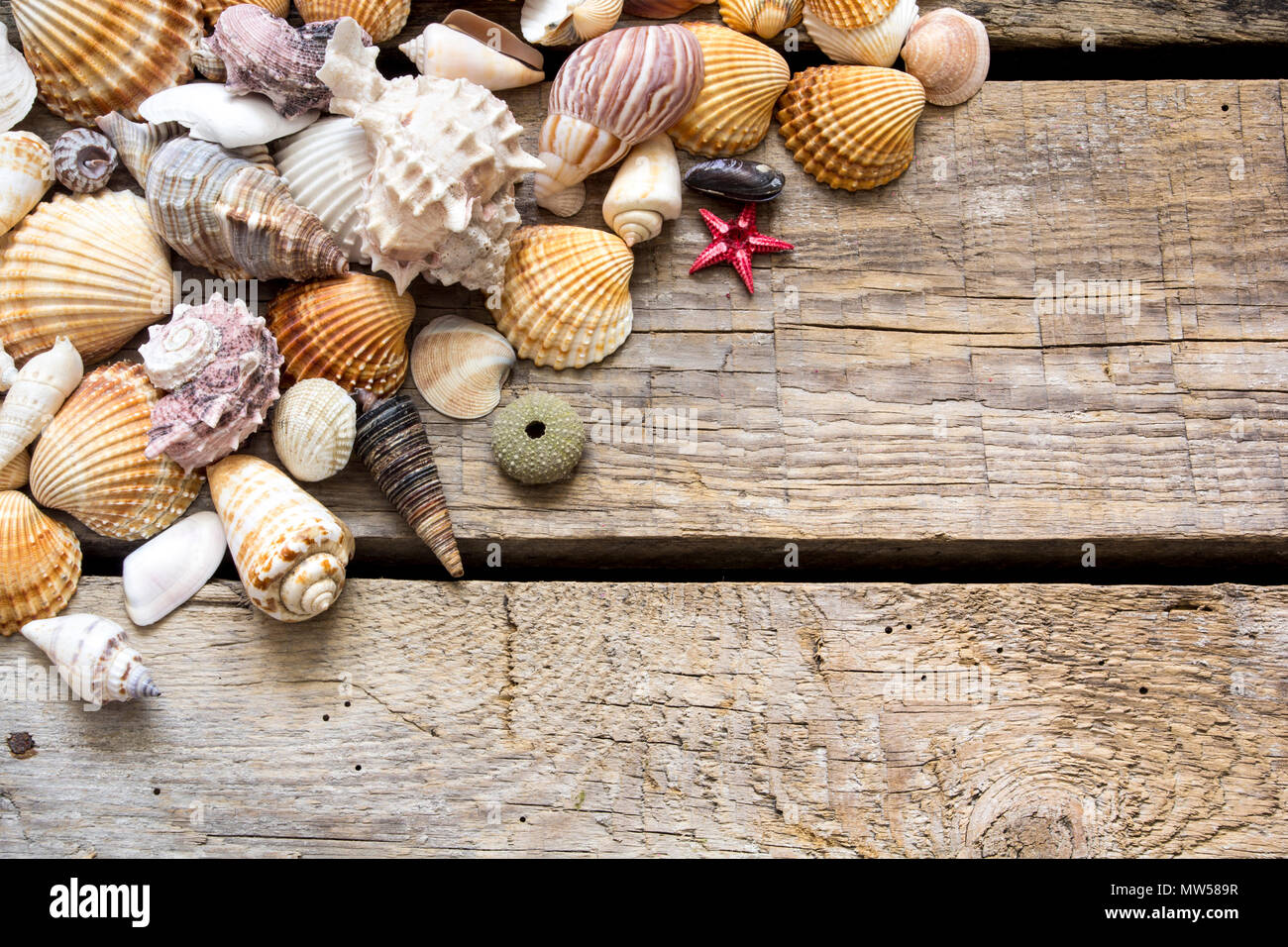 Sea shells on wooden background. Copy space Stock Photo - Alamy