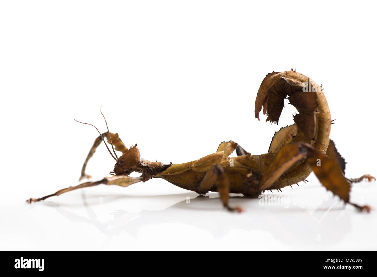 Giant prickly stick insect isolated on white Stock Photo - Alamy
