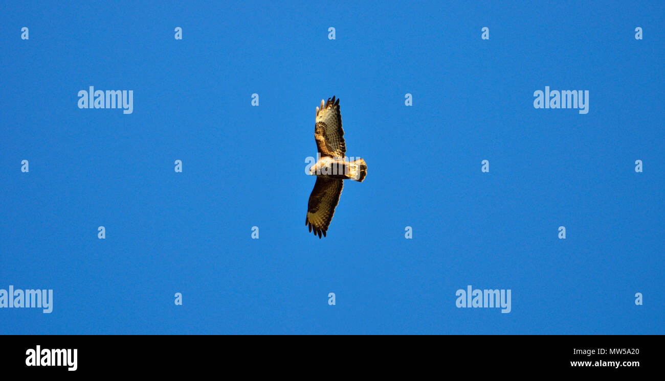 Common Buzzard (Buteo buteo) flying overhead Stock Photo - Alamy