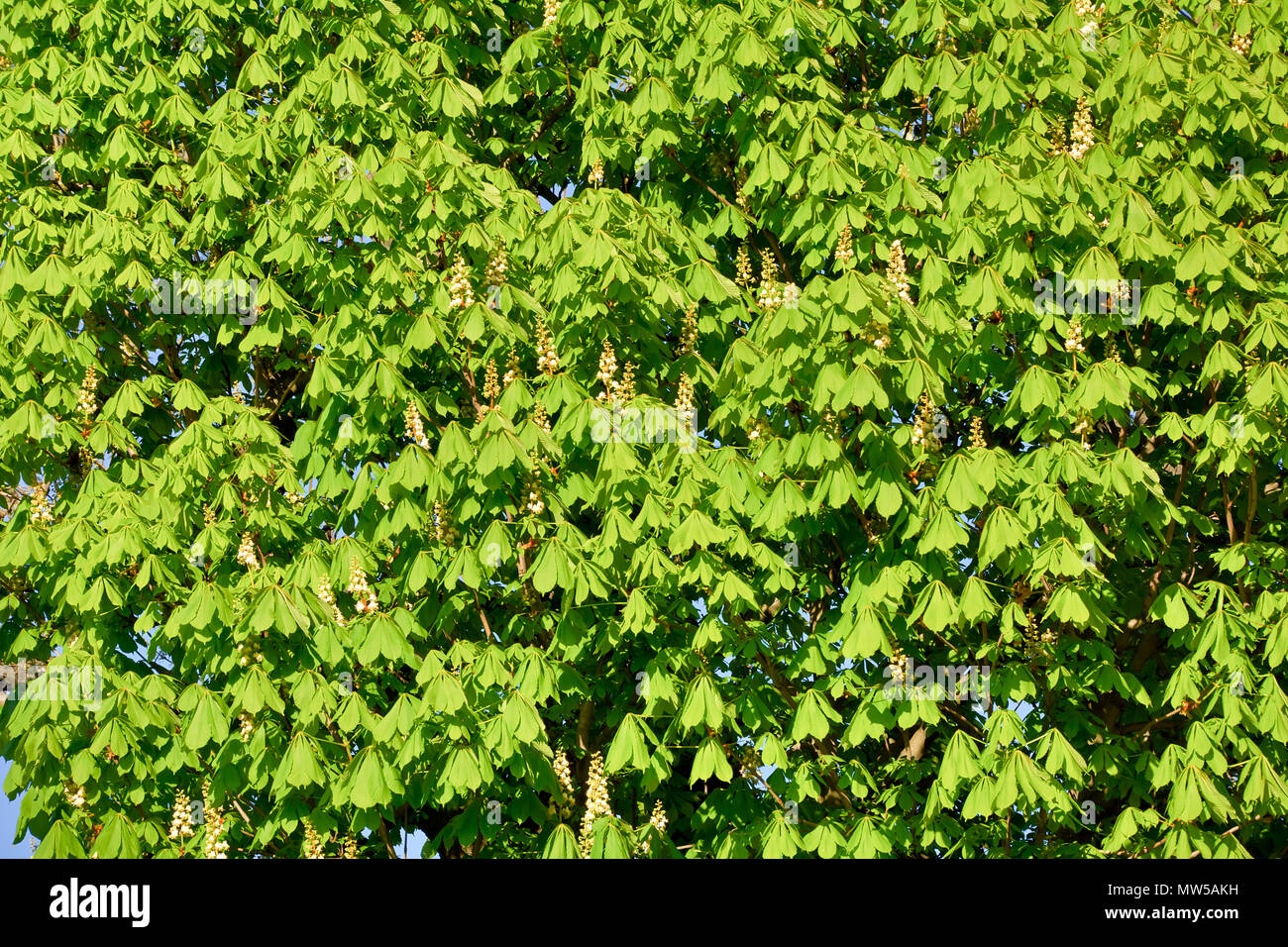 Branches of chestnut tree hi-res stock photography and images - Alamy