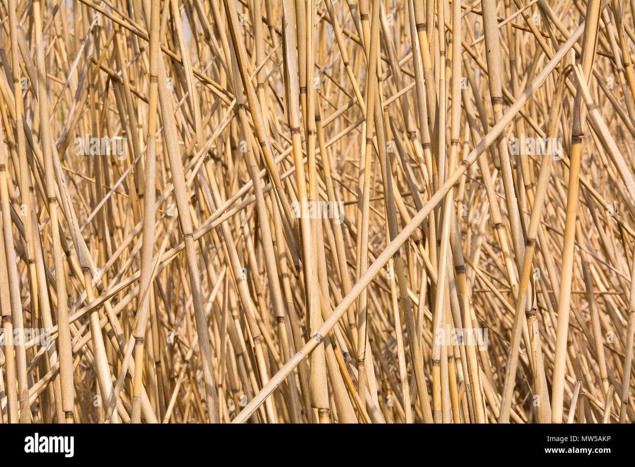 Dry reed on lake early hi-res stock photography and images - Alamy