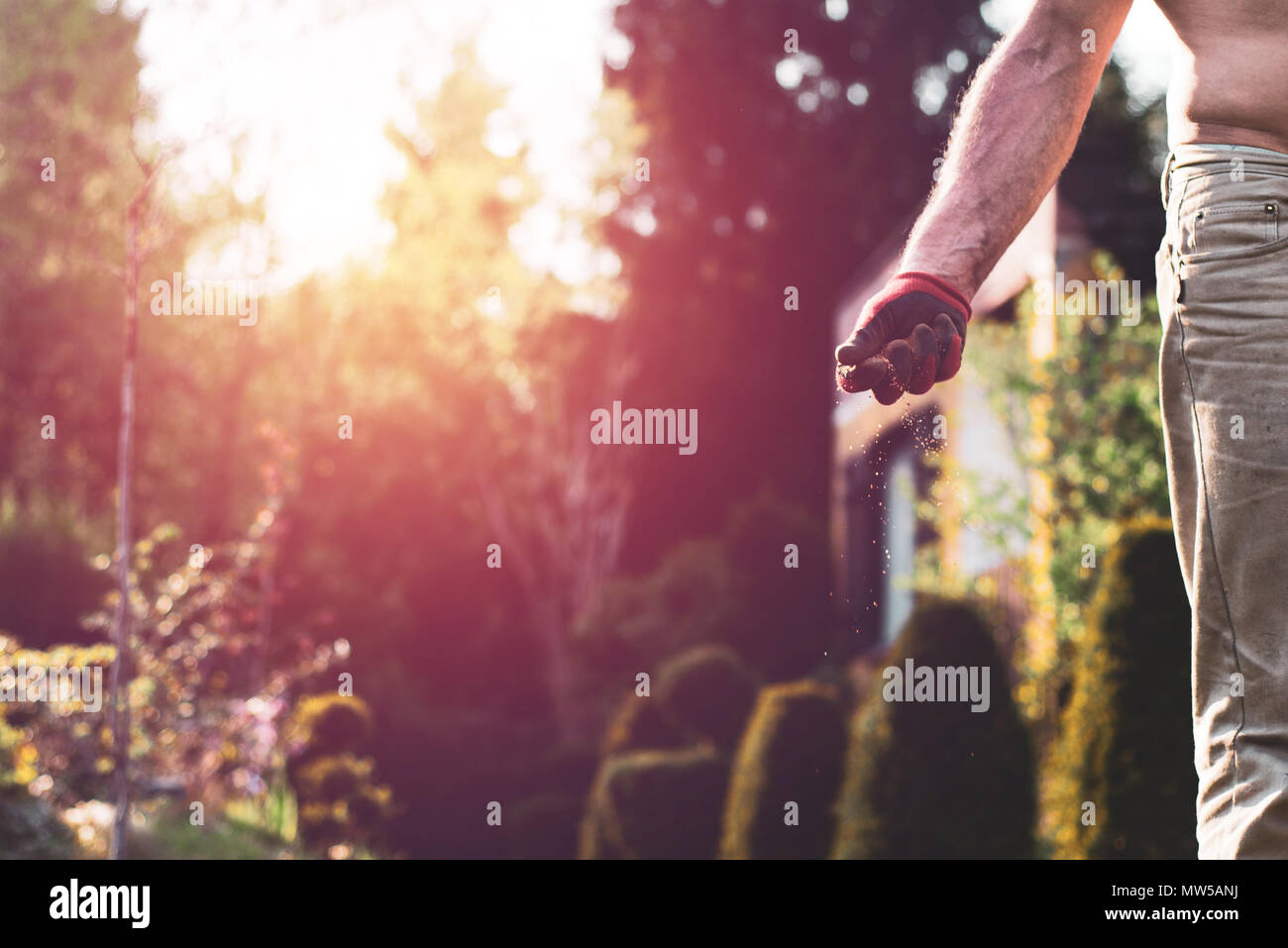 The man fills the fertilizer, fertilizing the soil. Works In Garden and ...