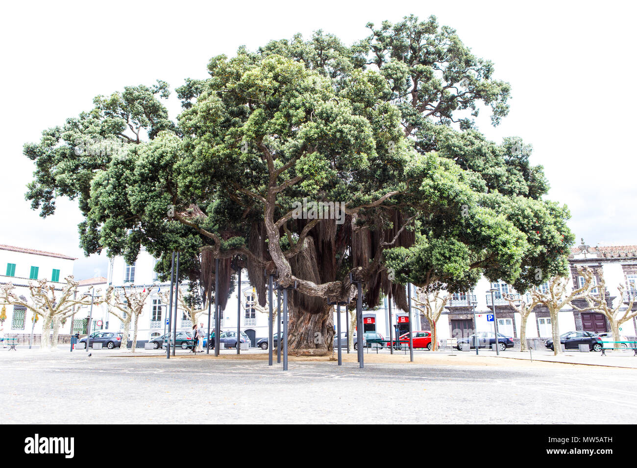 big old tree with branch supports Stock Photo - Alamy