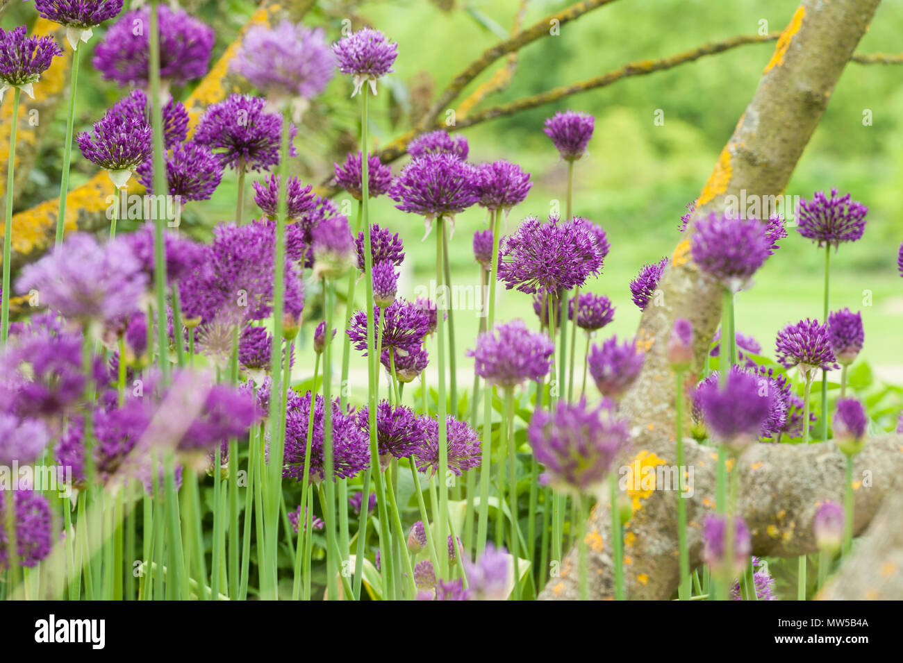 masses of giant Alliums in a woodland setting Stock Photo - Alamy