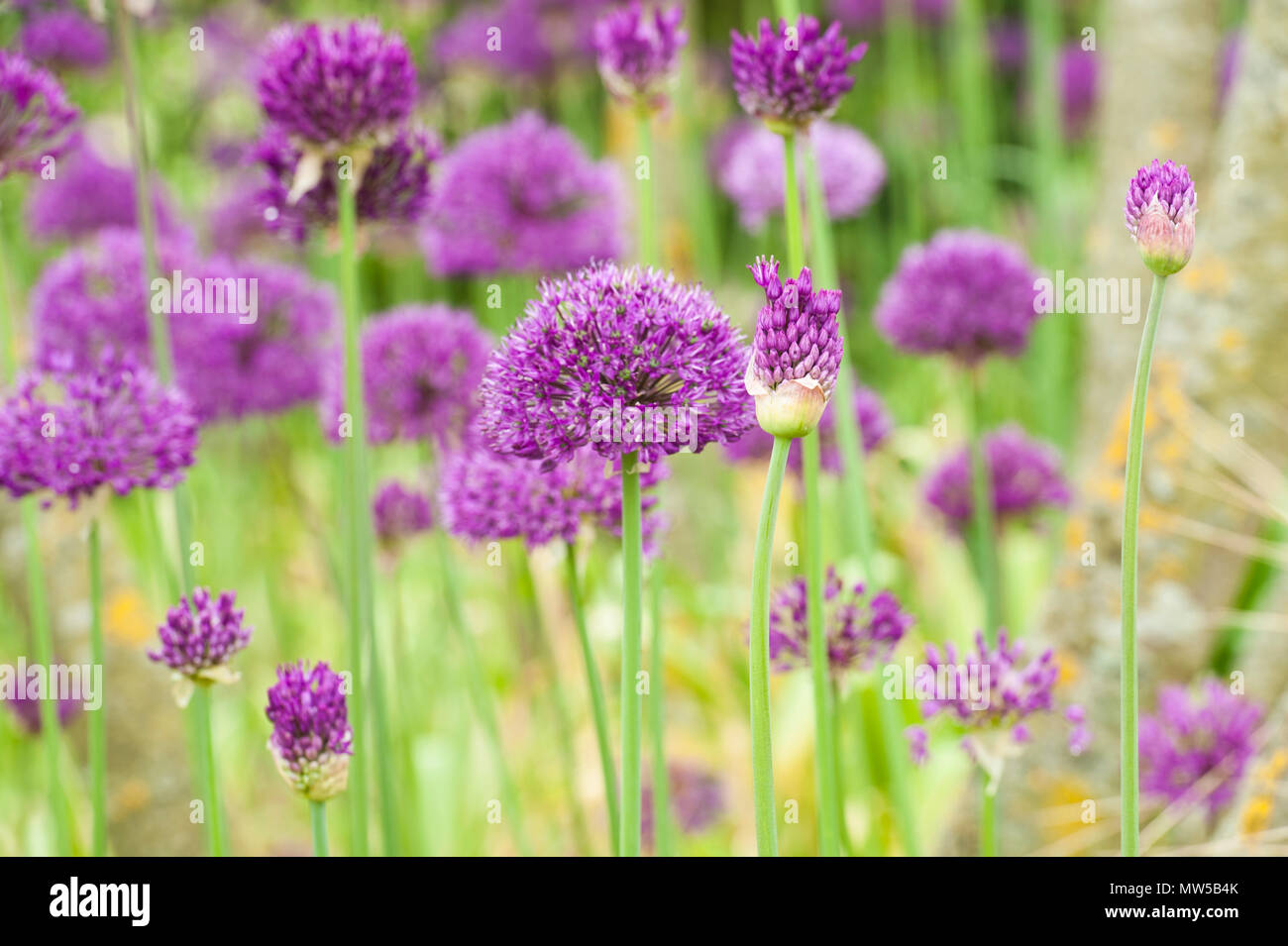 Giant alliums hi-res stock photography and images - Alamy