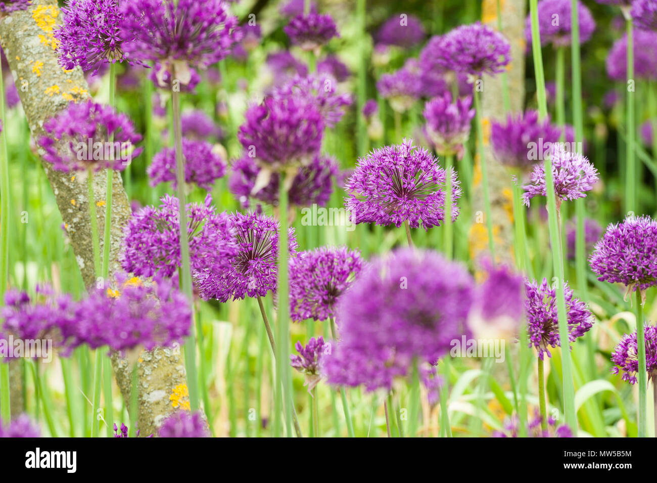 masses of giant Alliums in a woodland setting Stock Photo - Alamy