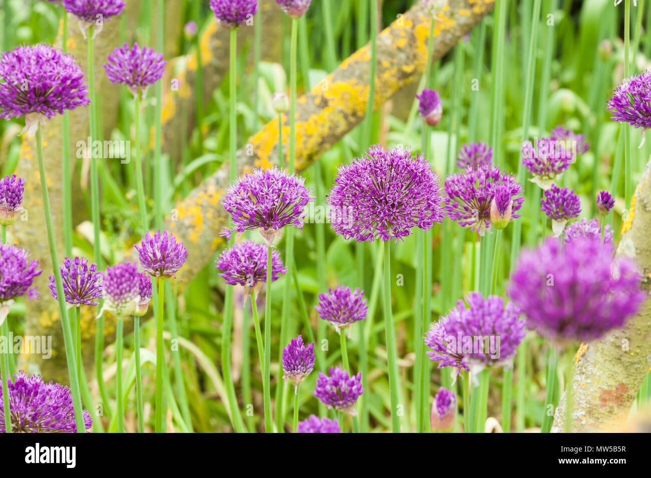 Giant alliums hi-res stock photography and images - Alamy